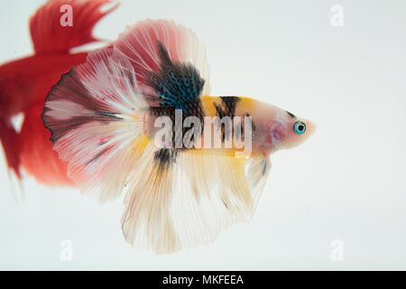 Betta 'Half Moon Koi' male Stock Photo - Alamy