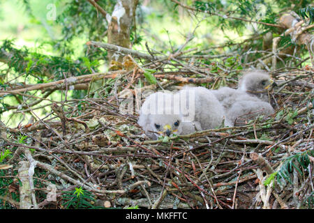Common Buzzard chick in the nest growing well and soon be ready to ...