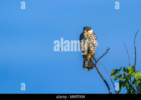 Amur falcon (Falco amurensis) (Falco vespertinus var. amurensis), Up to ...