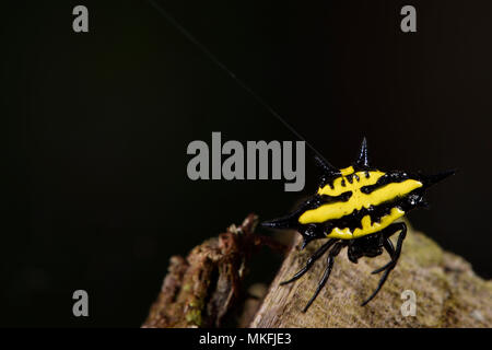long-winged kite spider - Gasteracantha versicolor, beautiful colored ...
