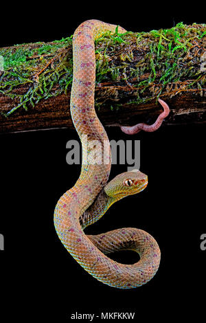 Philippine pit viper (Trimeresurus flavomaculatus Stock Photo - Alamy