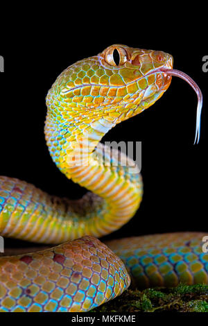 Philippine pit viper (Trimeresurus flavomaculatus Stock Photo - Alamy