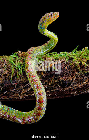 Philippine pit viper (Trimeresurus flavomaculatus Stock Photo - Alamy