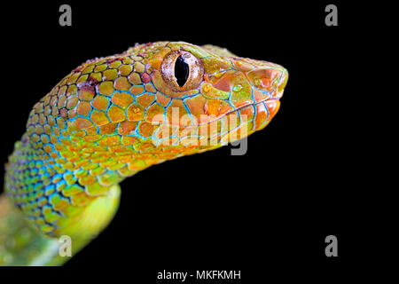 Philippine pit viper (Trimeresurus flavomaculatus Stock Photo - Alamy