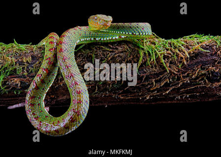 Philippines Pit Viper (Trimeresurus flavomaculatus) on black background ...