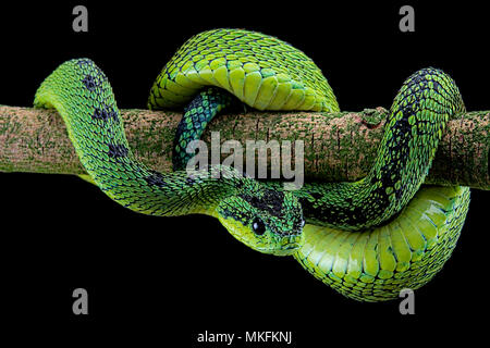 Nitsche's bush Viper (Atheris nitschei) captive, from Uganda and Congo ...