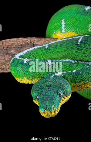 The emerald tree boa (Corallus batesii) formerly C. caninus from the ...