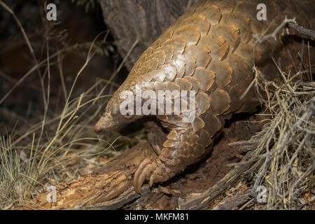 CAPE PANGOLIN Manis temminckii at night South Africa Stock Photo - Alamy