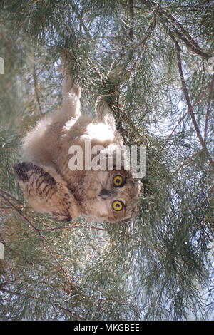 One Bat Owl Stock Photo - Alamy