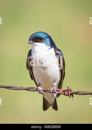 An adult Tree Swallow (Tachycineta bicolor) feeding two perched ...