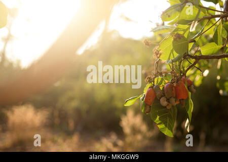 Branch of cashew nut tree with ripe nuts from Goa, India. Cashew pods ...
