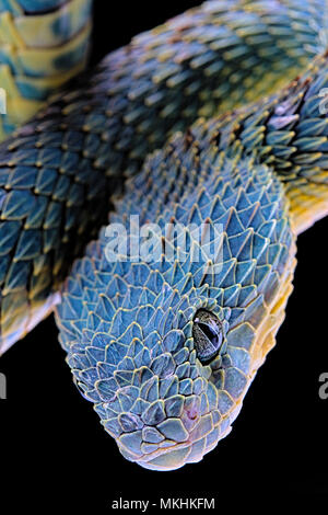 Bush viper (Atheris squamigera) from Congo on black background Stock ...