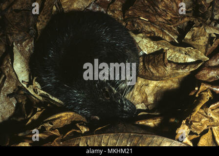 Giant otter shrew (Potamogale velox), Cameroon Stock Photo - Alamy