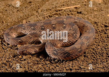 Carpet viper (Echis ocellatus), Africa Stock Photo - Alamy