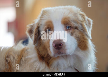 Dog with sad face. Sad australian shepherd . Sad dog eyes Stock Photo ...