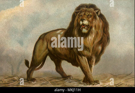 Edwin Henry Landseer - Study of a Lion - 1862 Stock Photo - Alamy