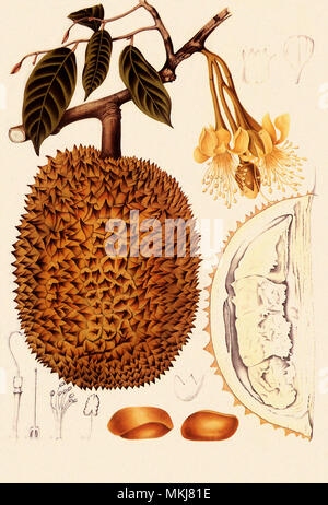 Durio zibethinus, known as the durian, is a tropical fruit native to ...