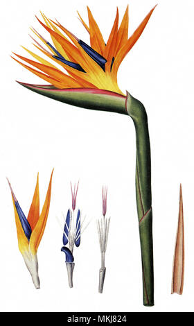 Bird of Paradise flower, Strelitzia, of the family Strelitziaceae, on a ...