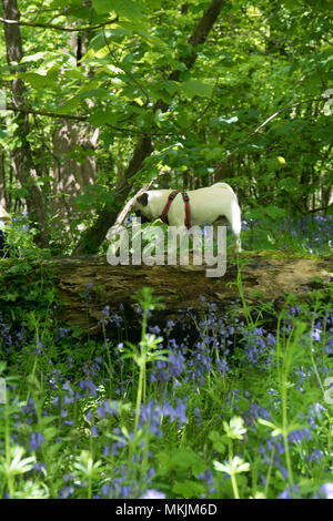 Illogan Woods, Cornwall Stock Photo - Alamy