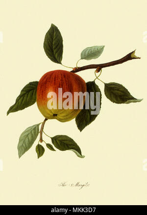 Apple fruit, Margil Stock Photo - Alamy
