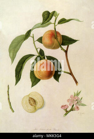 peach, half peach, peachs, half peachs Stock Photo - Alamy