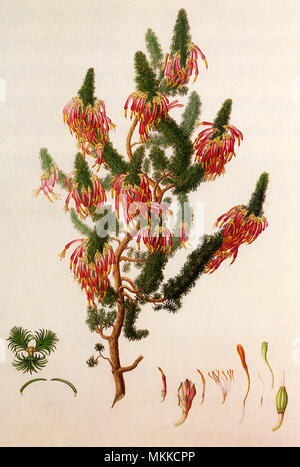 Erica coccinea L Stock Photo - Alamy