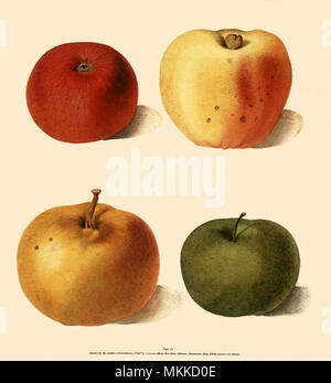 Four apples Malus domestica with red and yellow skin are aligned ...