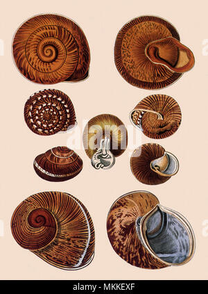 Illustration of Marine Snail Stock Photo - Alamy