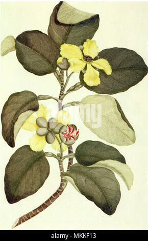 Red Beech (Dillenia alata) flower in shaft of light. Cow Bay ...