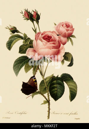 Cabbage Rose, Provence Rose (Rosa x centifolia), variety: Muscosa Rubra ...