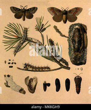 Insect pest Pine-tree Lappet (Dendrolimus pini Stock Photo - Alamy