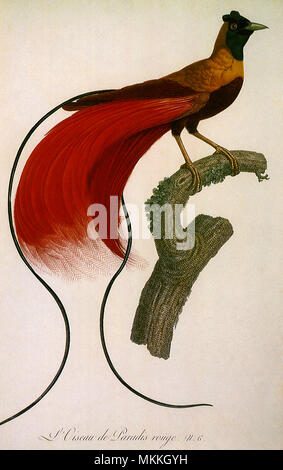 Red Bird-of-paradise (Paradisaea rubra) in Papua New Guinea Stock Photo ...