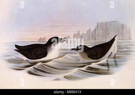 Common diving-petrel, Pelecanoides urinatrix urinatrix) swimming at sea ...