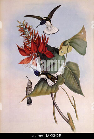 Vervain hummingbird (mellisuga minima) Hummingbirds. Liebig collectors ...
