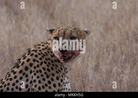 Cheetah with blood on its face Stock Photo - Alamy