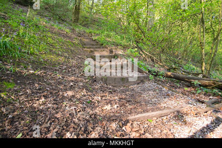 A stepped path in woodland Stock Photo - Alamy