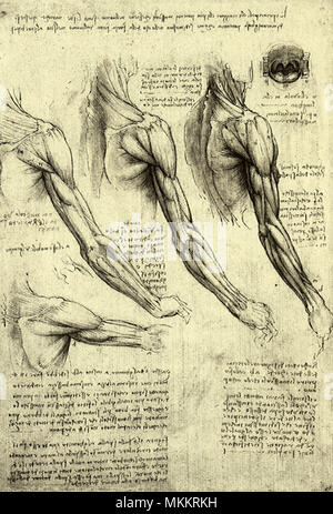 Arm Studies 2 Stock Photo - Alamy