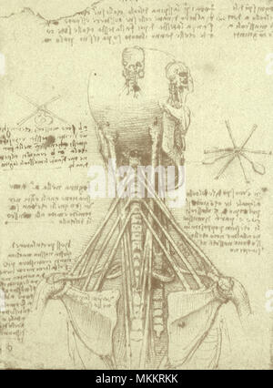 Spinal column, anatomy Stock Photo - Alamy