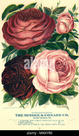 Roses Seed Packet Stock Photo - Alamy