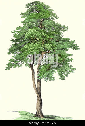 Two entwined trees Stock Photo - Alamy