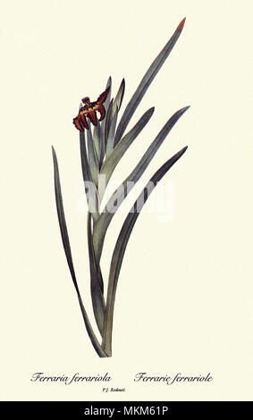 Ferraria ferrariola, Ferrarie ferrariole Stock Photo - Alamy