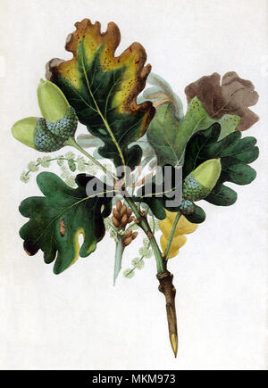 Oak branch with green leaves and acorns on a sunny day. Oak tree in ...