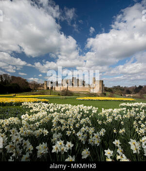 Alnwick Castle in Spring time viewed looking across the daffodils ...
