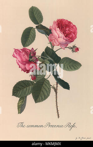 Cabbage Rose, Provence Rose (Rosa x centifolia), variety: Muscosa Rubra ...