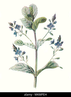 Brooklime flowers - Veronica beccabunga Small wetland Speedwell Stock ...