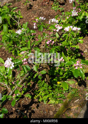 Step over apple tree Stock Photo: 5056910 - Alamy