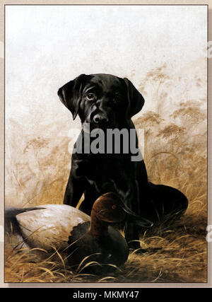 Labrador duck, illustration Stock Photo - Alamy