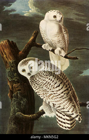 Male and female Snowy Owls Stock Photo - Alamy
