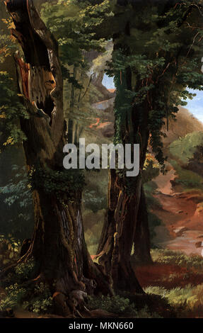 Old elm Old elm.; Old elm Stock Photo - Alamy