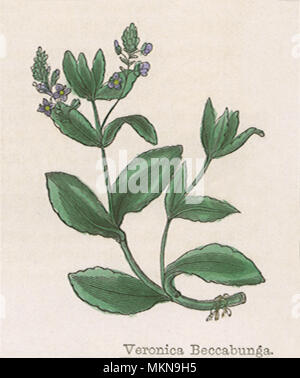 Brooklime / Veronica beccabunga leaves growing in flooded freshwater ...